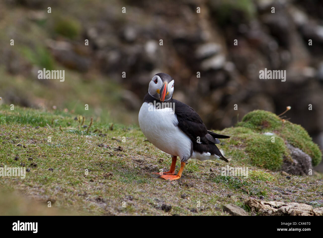 Side View Of Puffin Face High Resolution Stock Photography and Images ...