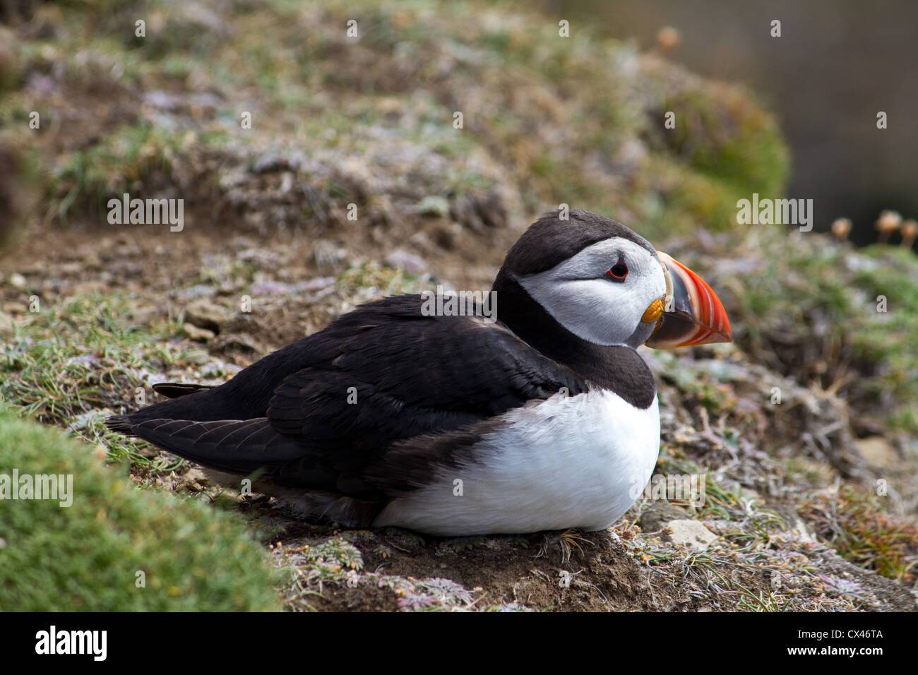 A single puffin lying down looking to the right Stock Photo - Alamy