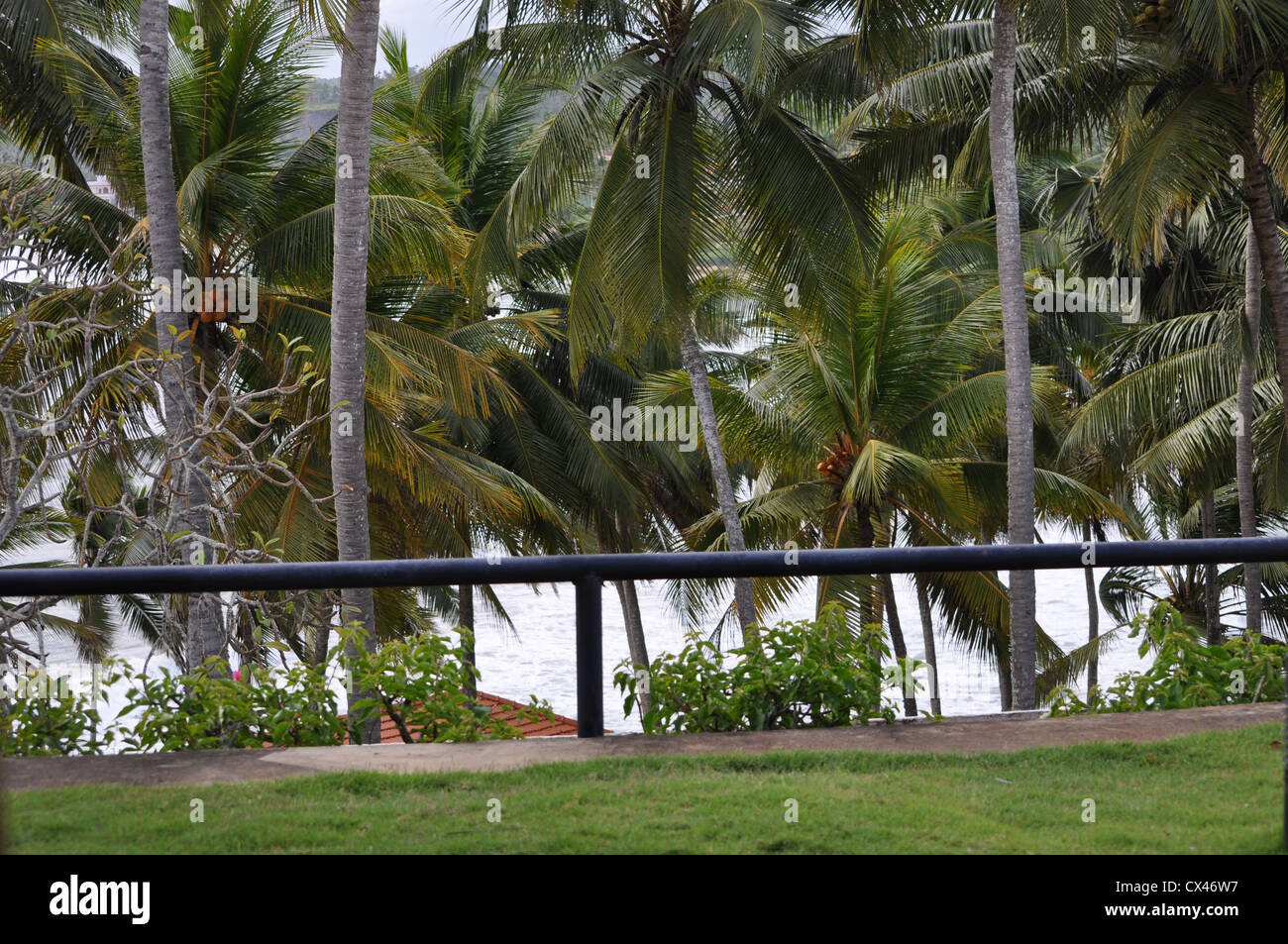 Coconut trees sea hi-res stock photography and images - Alamy