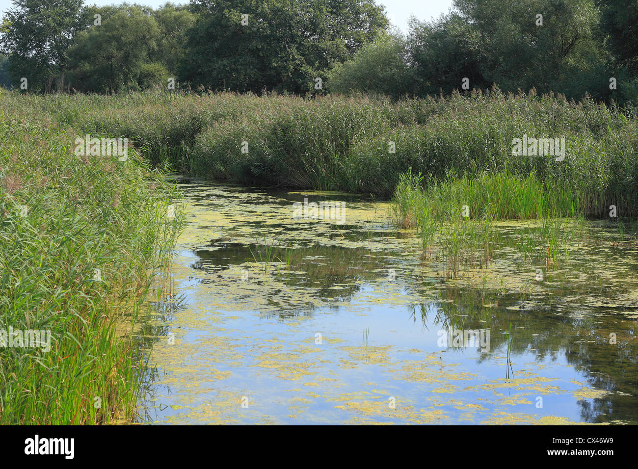 Floodplain vegetation hi-res stock photography and images - Alamy