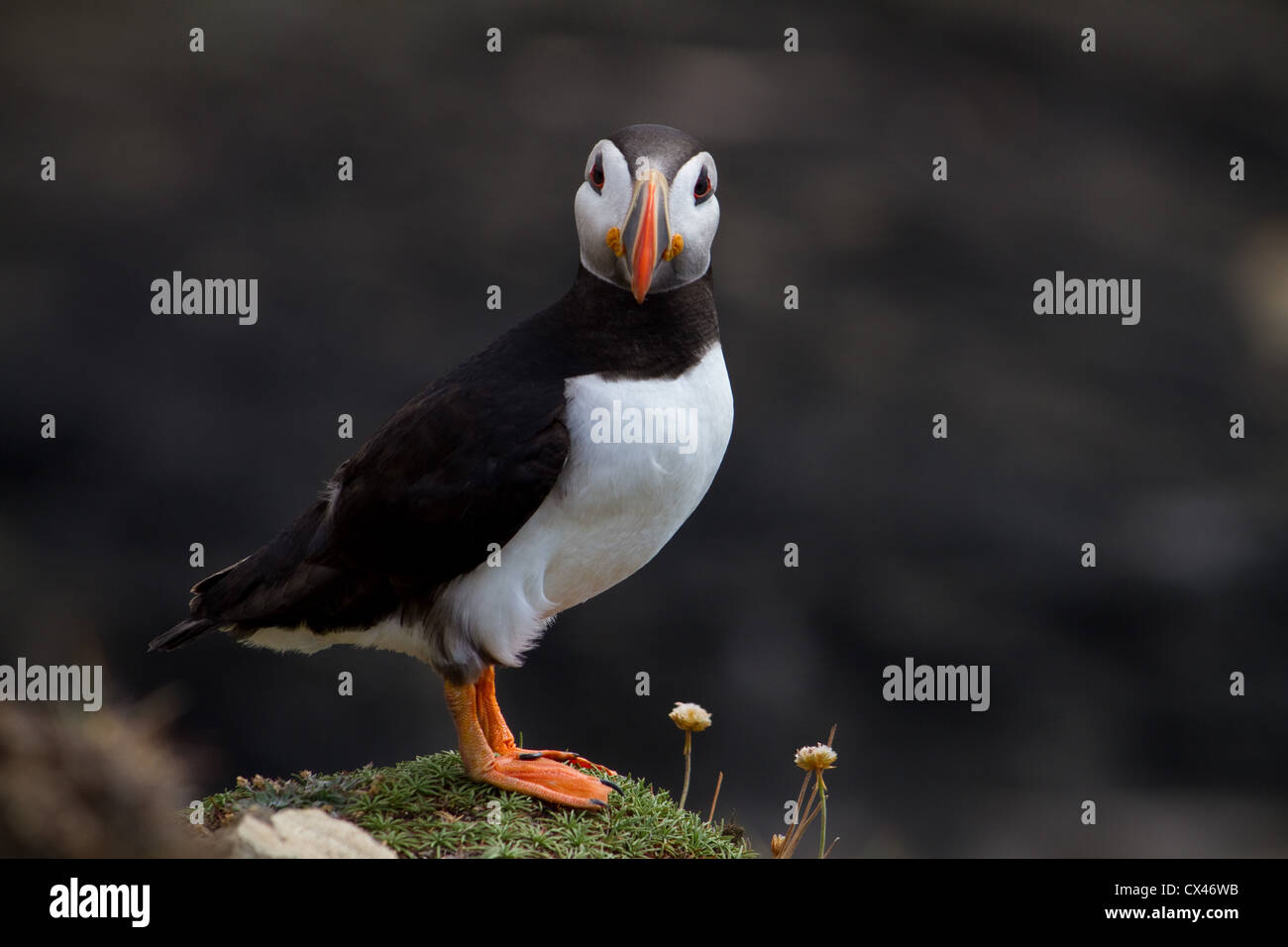 A single puffin standing face towards the camera Stock Photo - Alamy