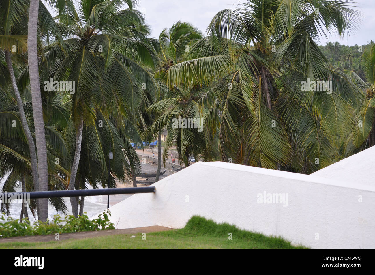 Coconut trees on cliff by the sea Stock Photo - Alamy