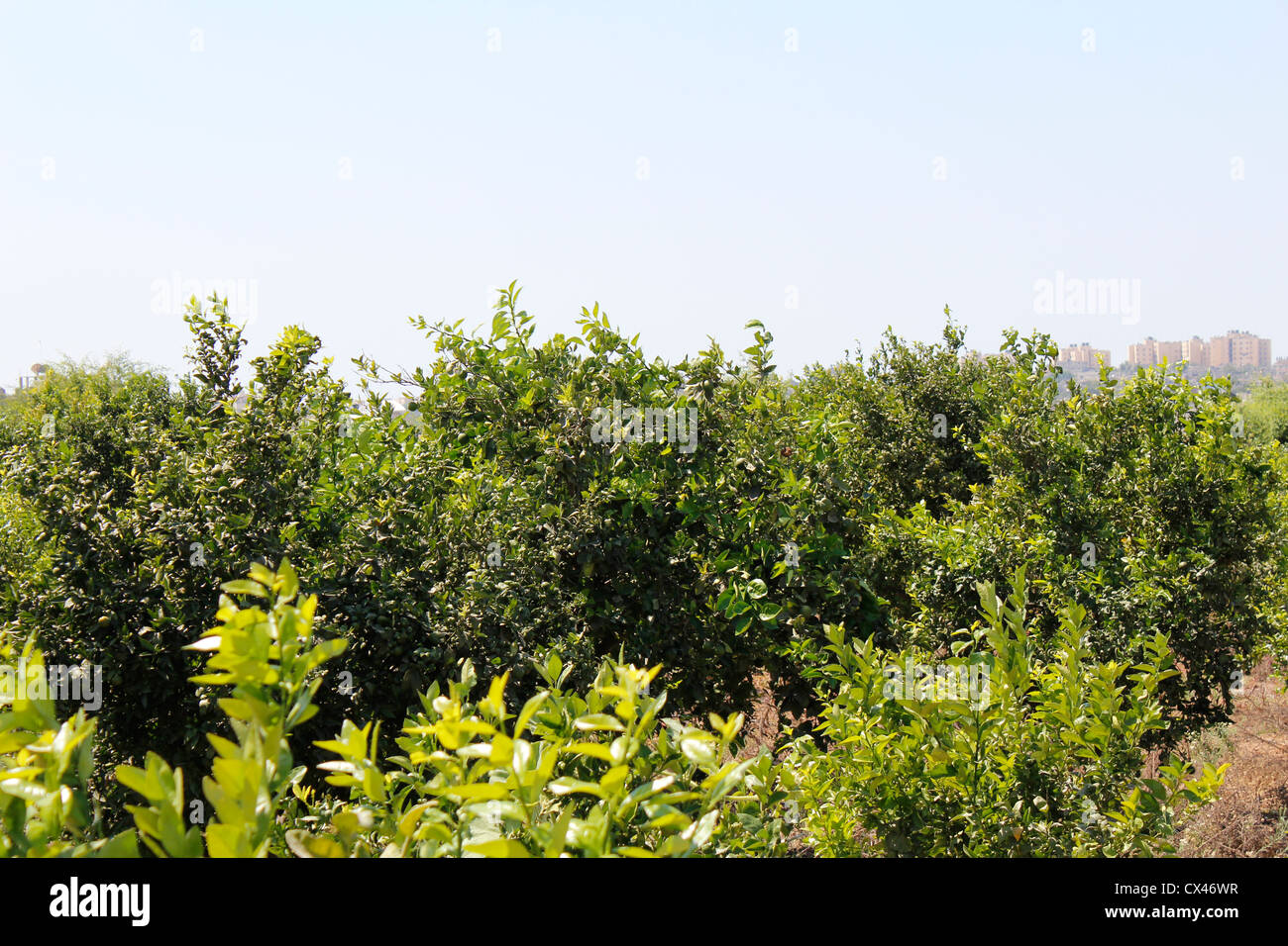Orange lemon trees hi-res stock photography and images - Alamy