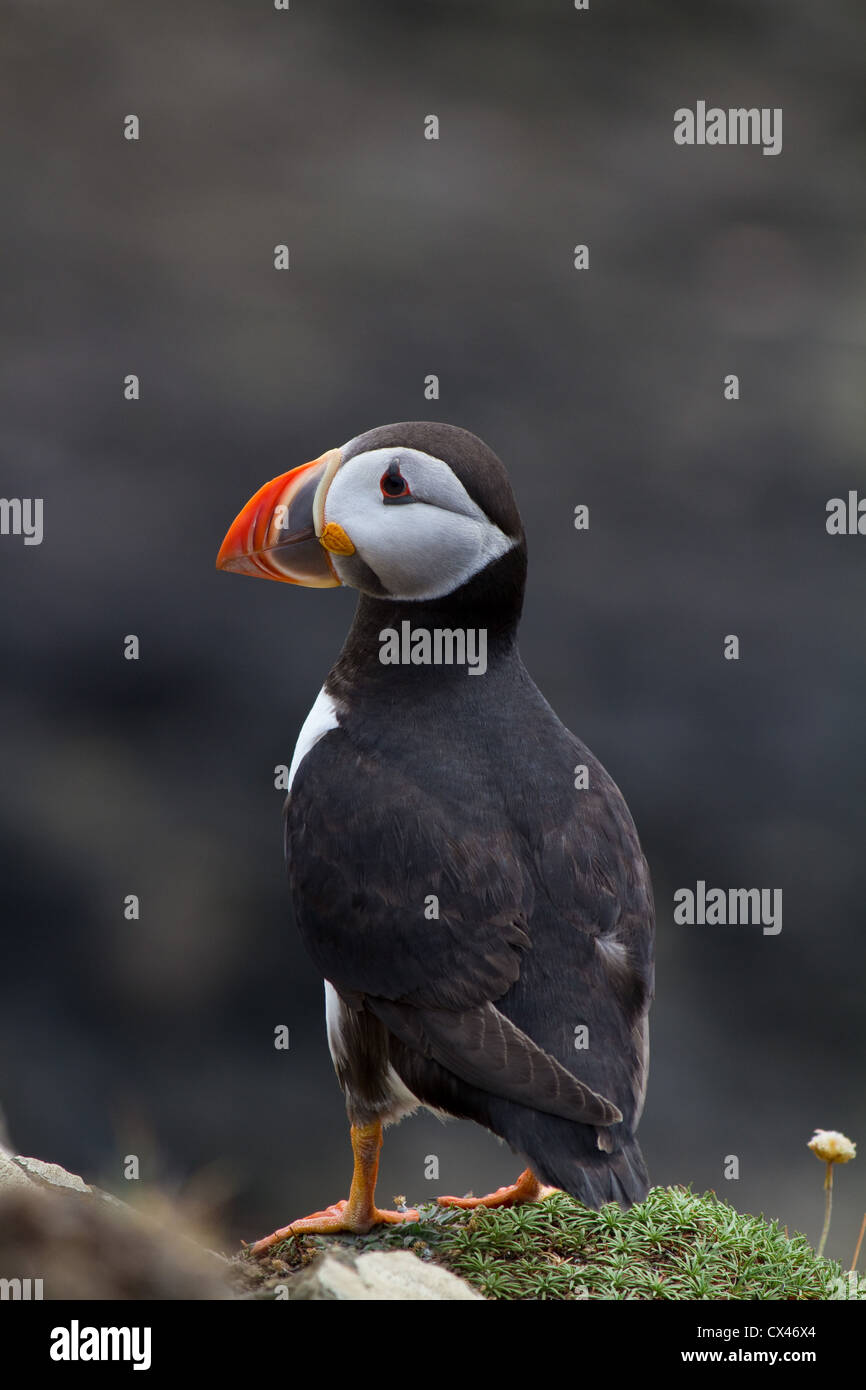 A puffin stands with its back to the camera, head turned to the side ...