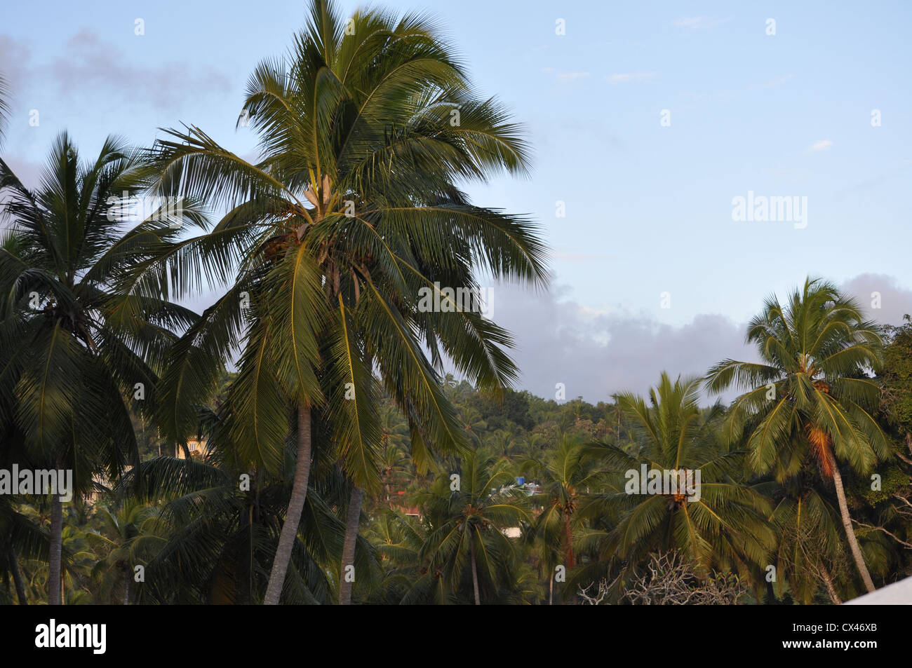 Coconut trees by the sea Stock Photo - Alamy