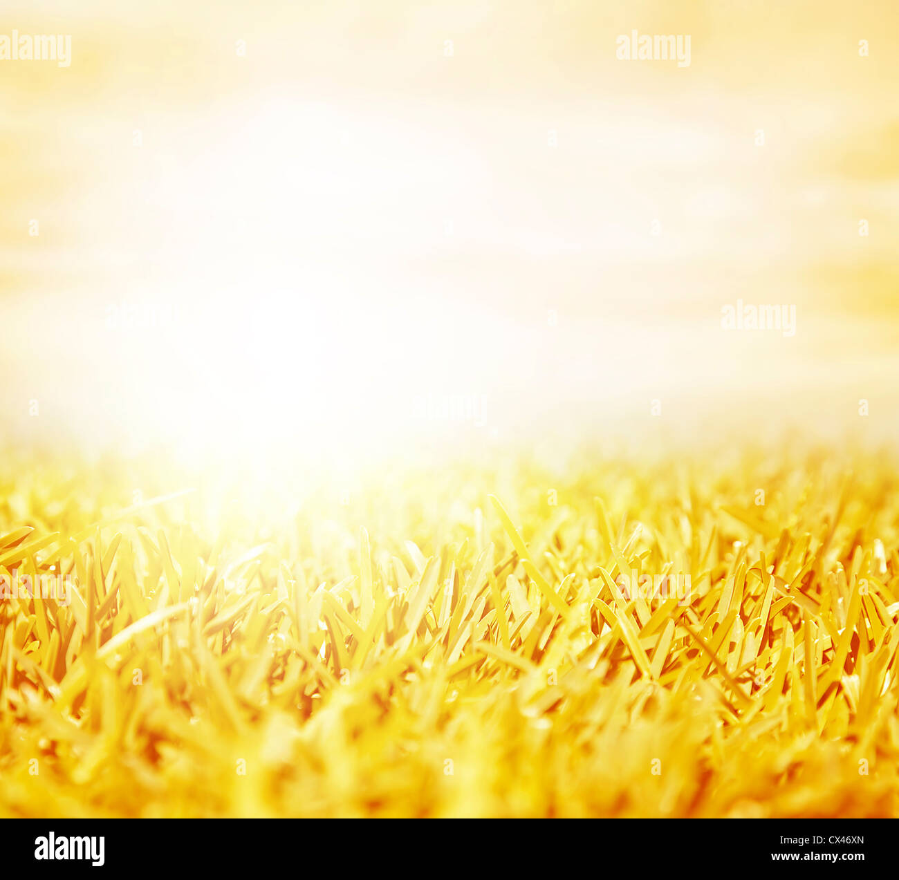 Golden Wheat Field Wallpaper