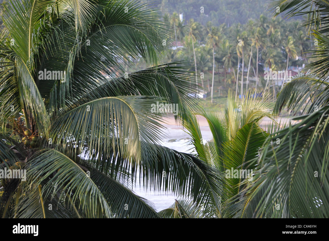 Coconut trees on cliff by the sea Stock Photo - Alamy