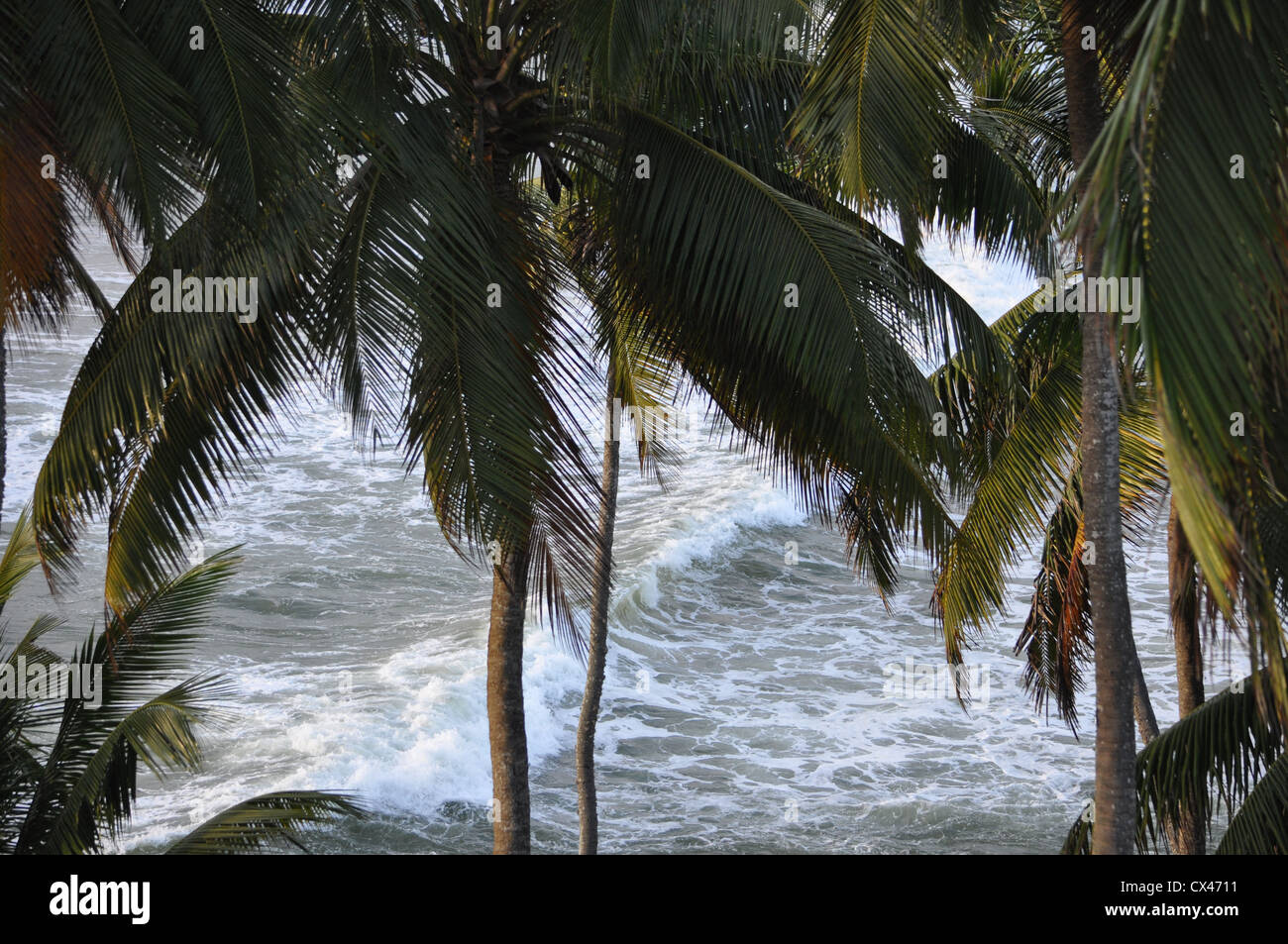 Coconut trees on cliff by the sea Stock Photo - Alamy