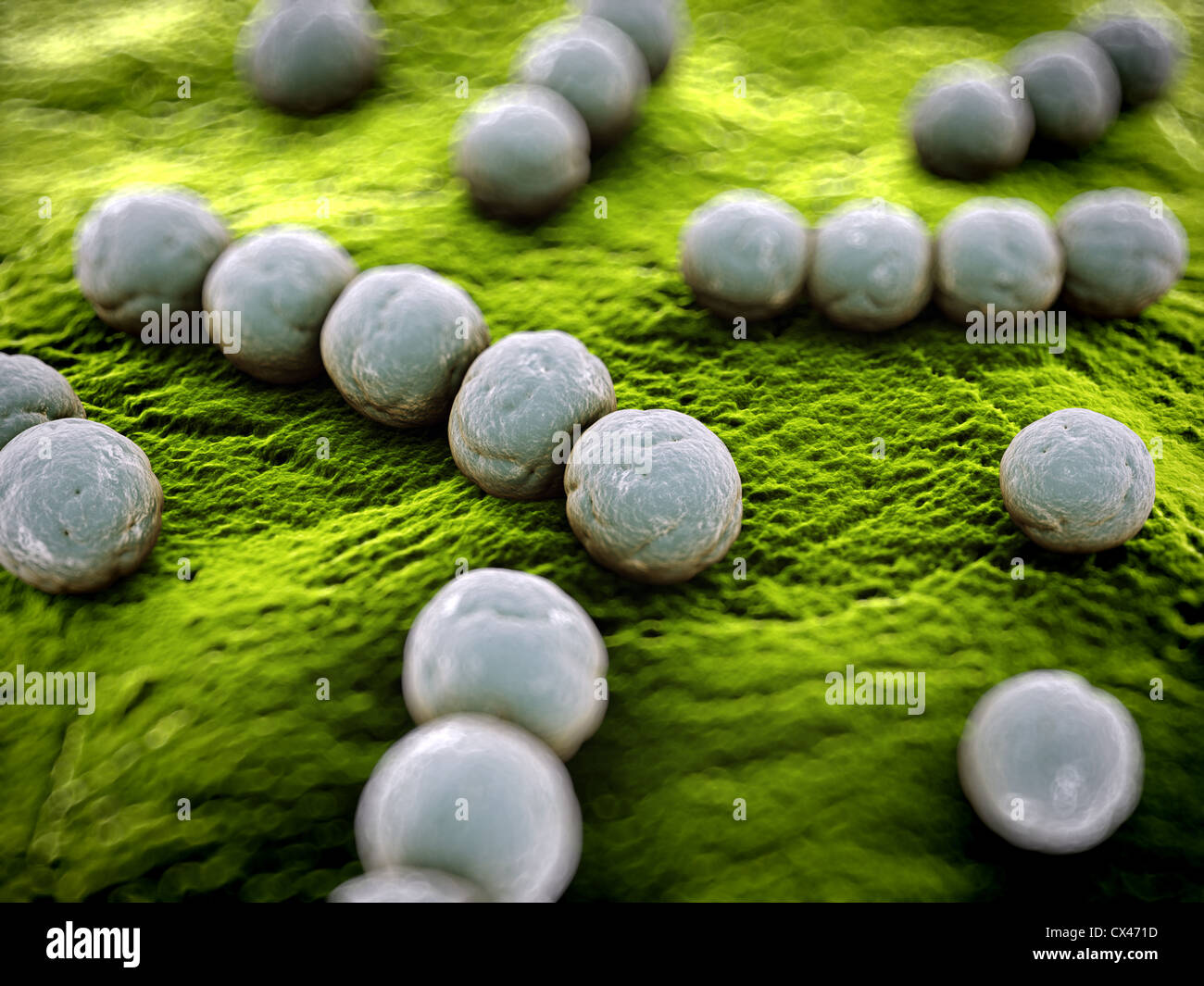 bacteria close up Stock Photo - Alamy
