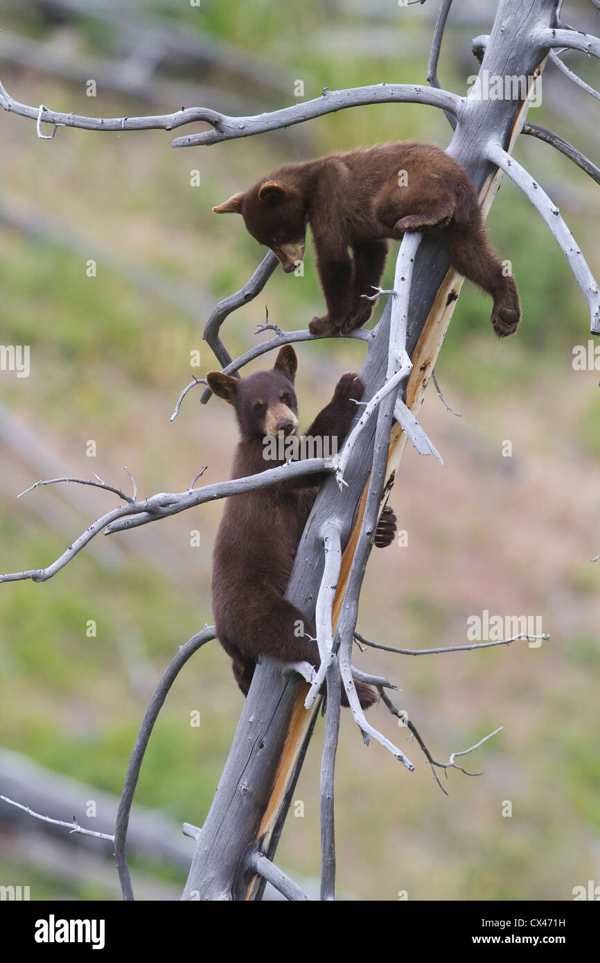 Black bear cubs tree hi-res stock photography and images - Alamy