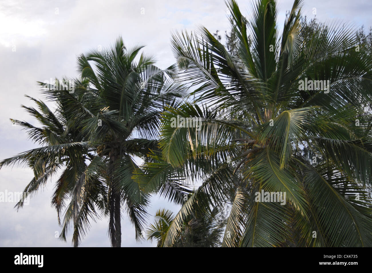 Coconut trees on cliff by the sea Stock Photo - Alamy