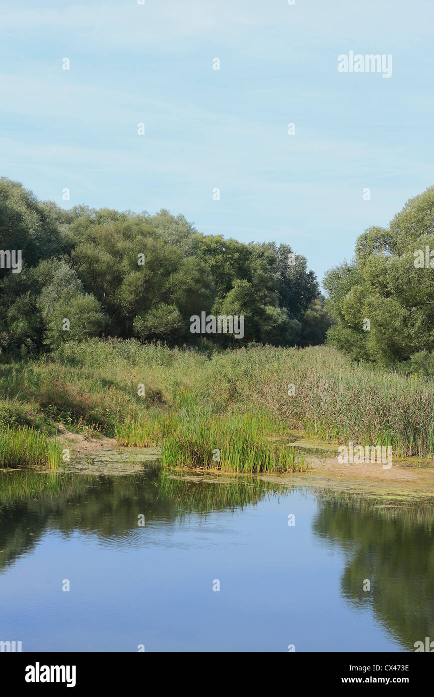 Floodplain Forest In Summer Stock Photos & Floodplain Forest In Summer ...