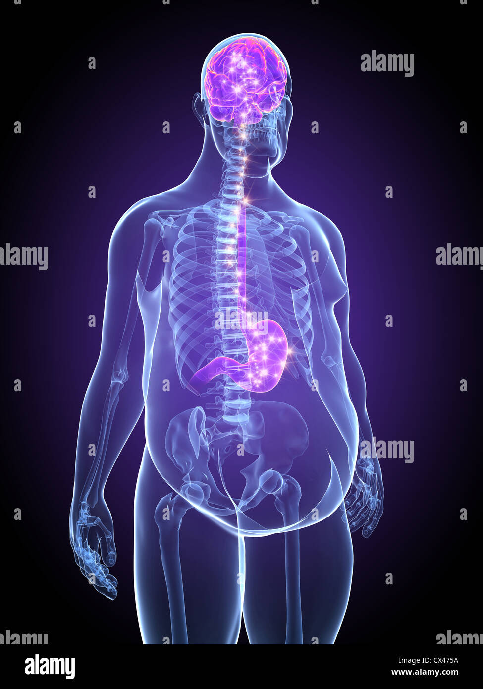 3d rendered anatomy illustration of an overweight male Stock Photo - Alamy