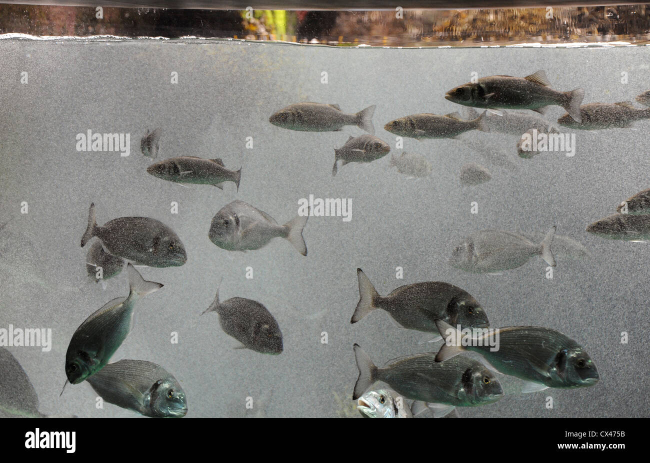 Gilt-head bream,Sparus Aurata at Oceanopolis,sea world,Brest,Finistere ...