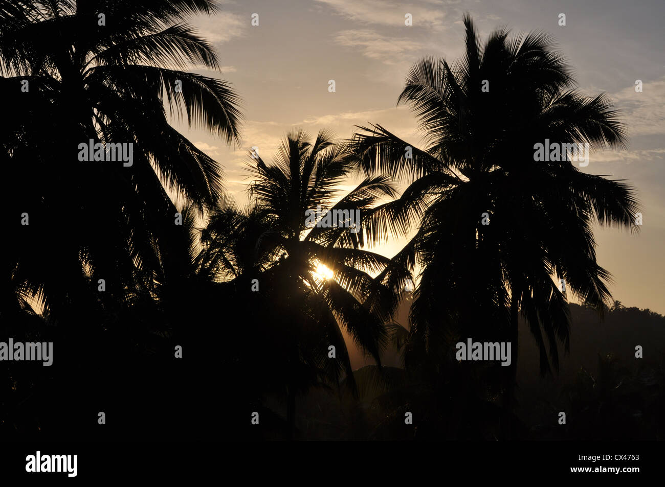 Setting sun and palm trees hi-res stock photography and images - Alamy