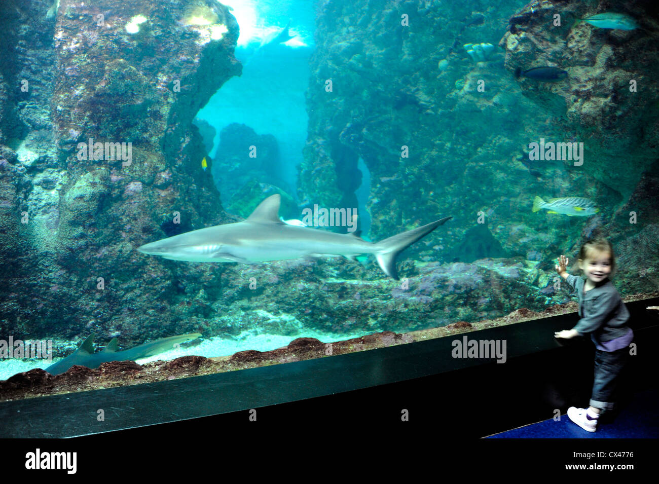 Shark tank at Oceanopolis,sea world,Brest,Finistere,Bretagne,Brittany ...