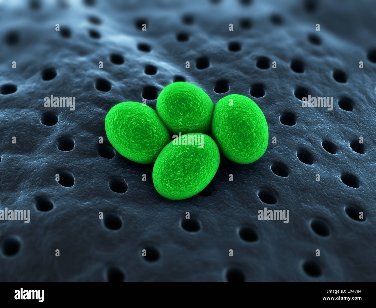 bacteria close up Stock Photo - Alamy