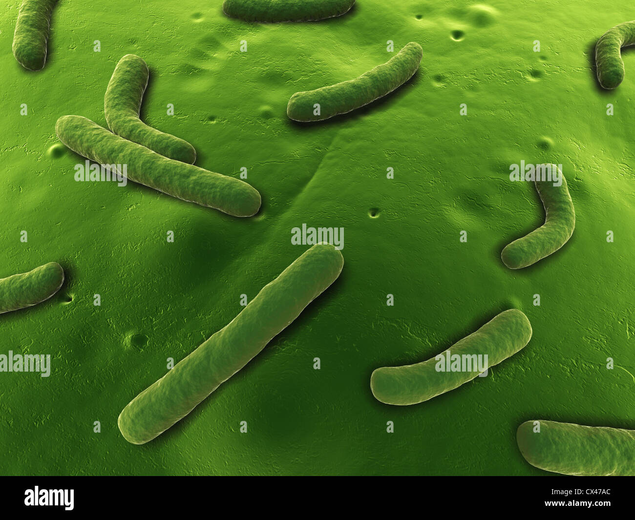 bacteria close up Stock Photo - Alamy