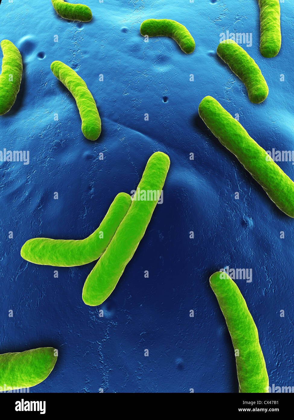 bacteria close up Stock Photo - Alamy