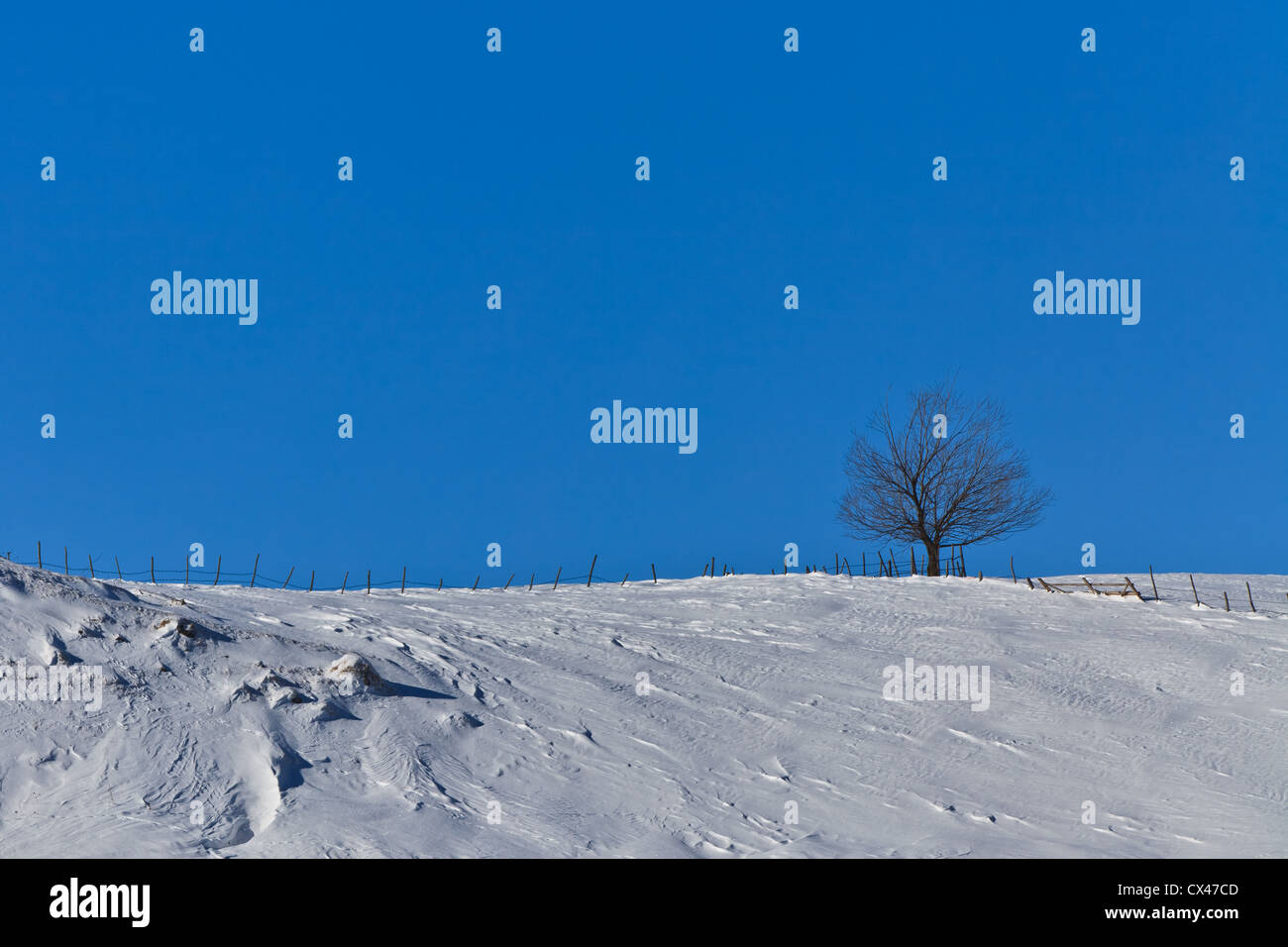 tree in winter Stock Photo - Alamy