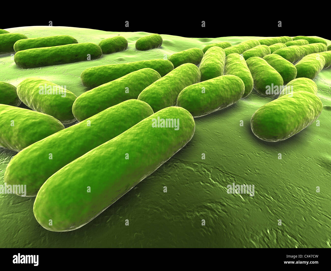 bacteria close up Stock Photo - Alamy