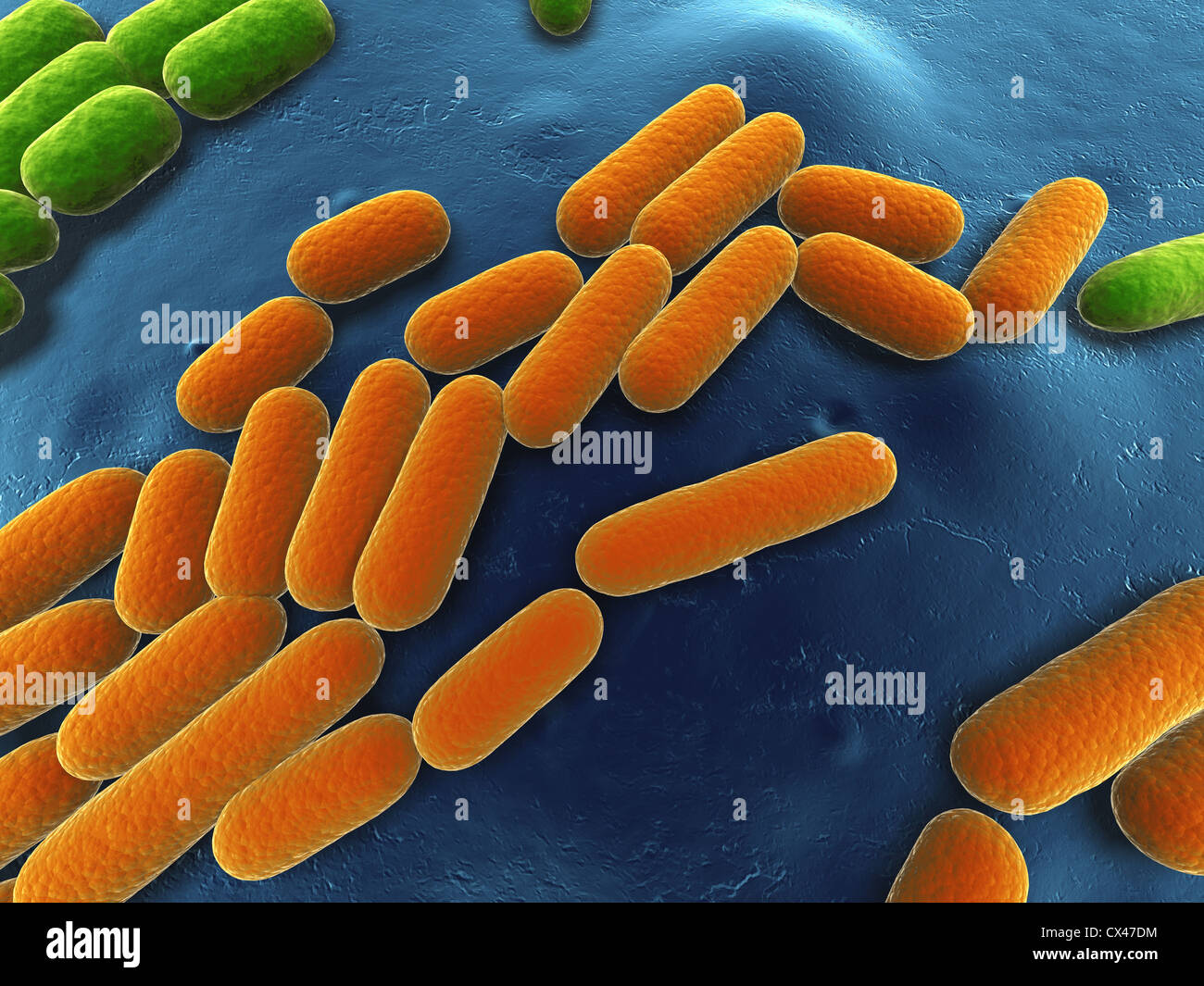 bacteria close up Stock Photo - Alamy