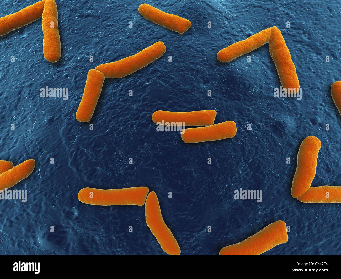 bacteria close up Stock Photo - Alamy