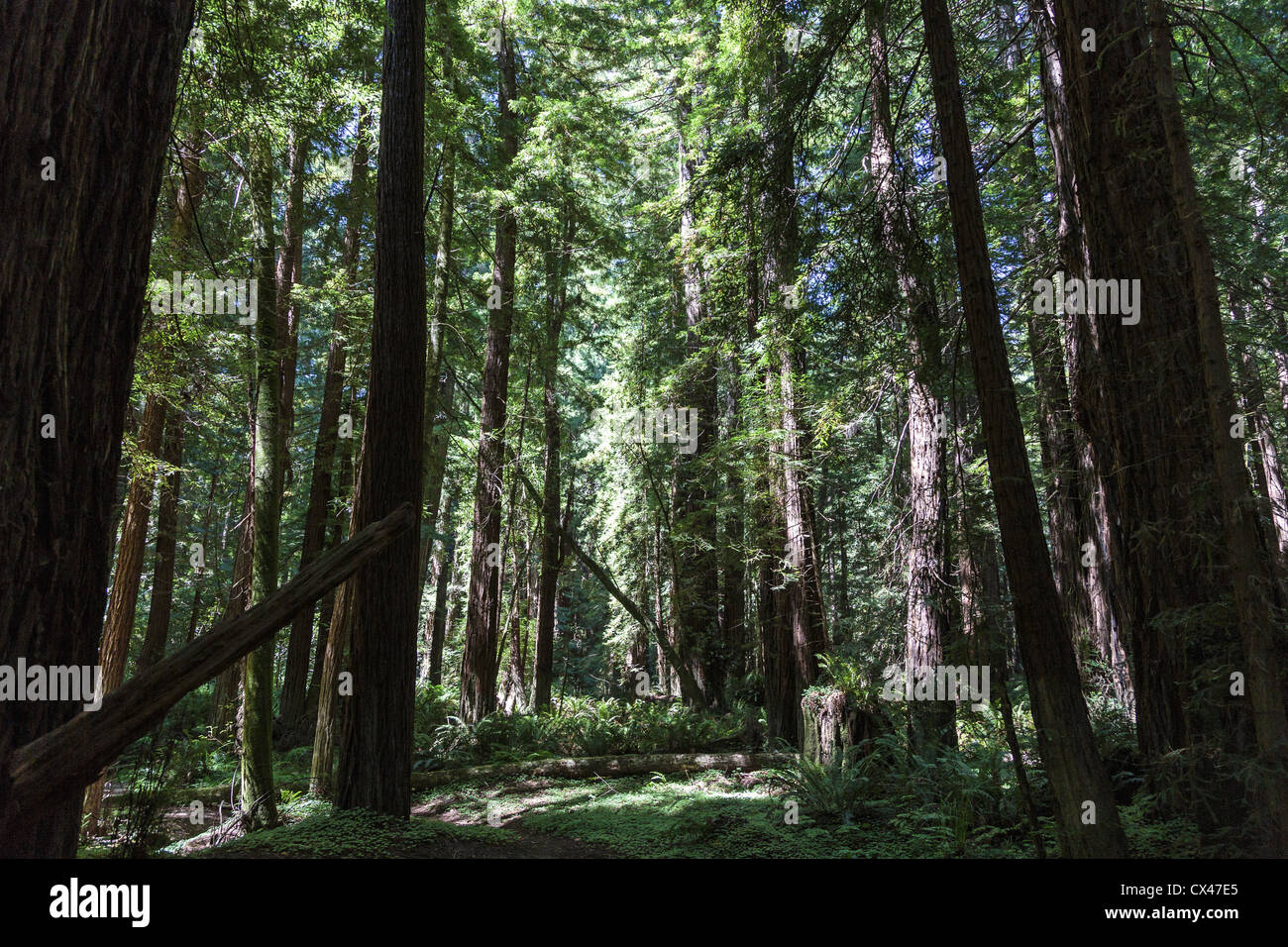 Redwood tree hi-res stock photography and images - Alamy