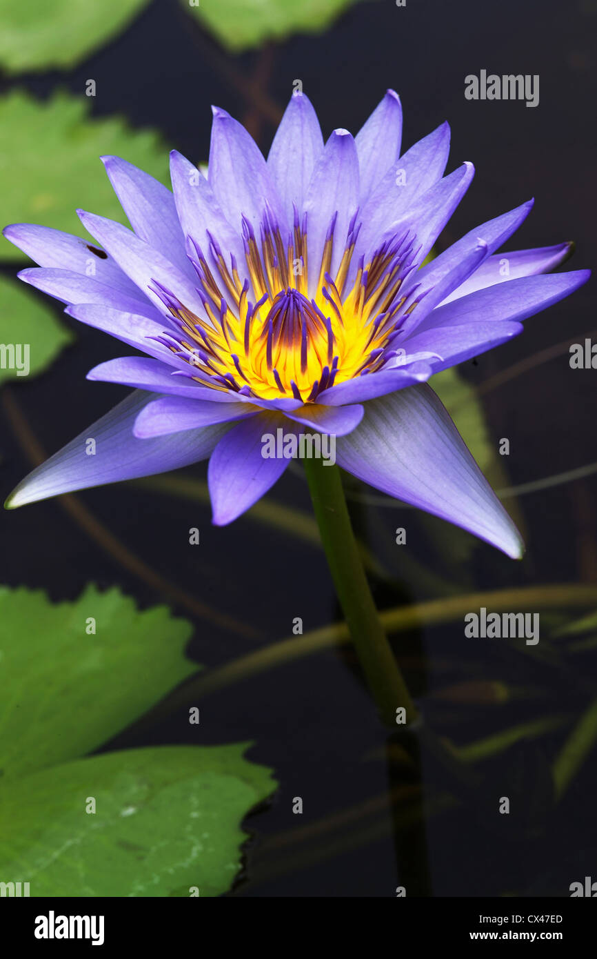 A beautiful violet water lilly on a pond Stock Photo - Alamy