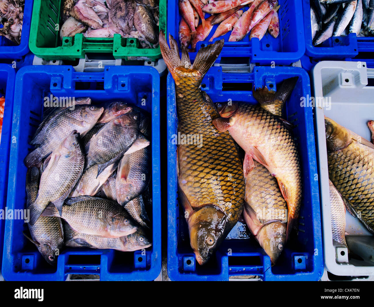 Fishing industry israel hi-res stock photography and images - Alamy