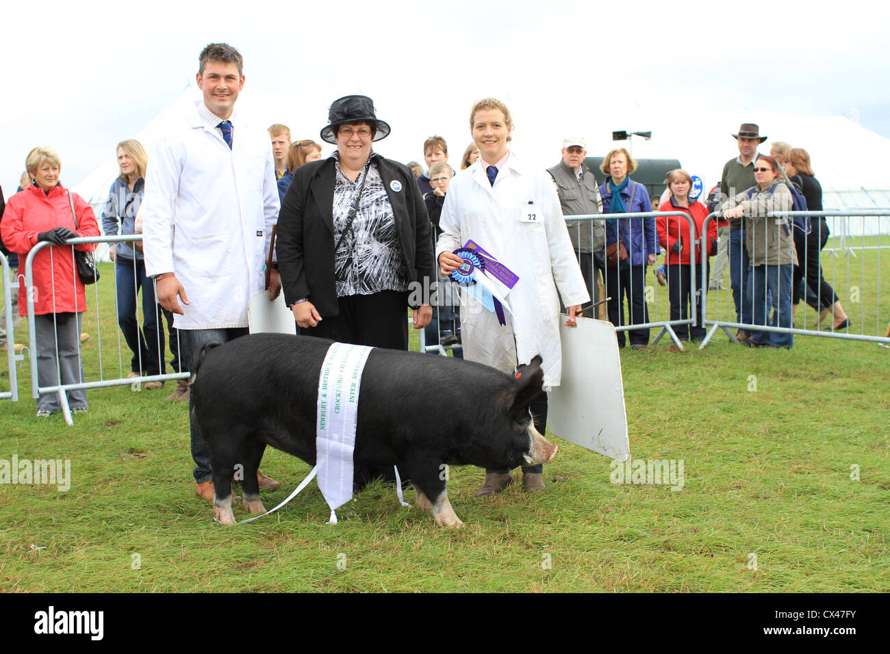 Champion pig hi-res stock photography and images - Alamy