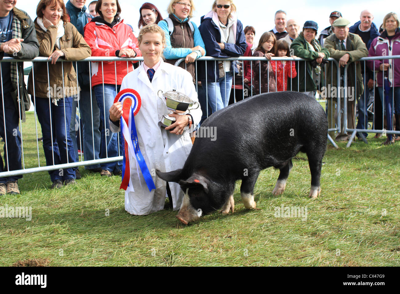 Champion pig hi-res stock photography and images - Alamy