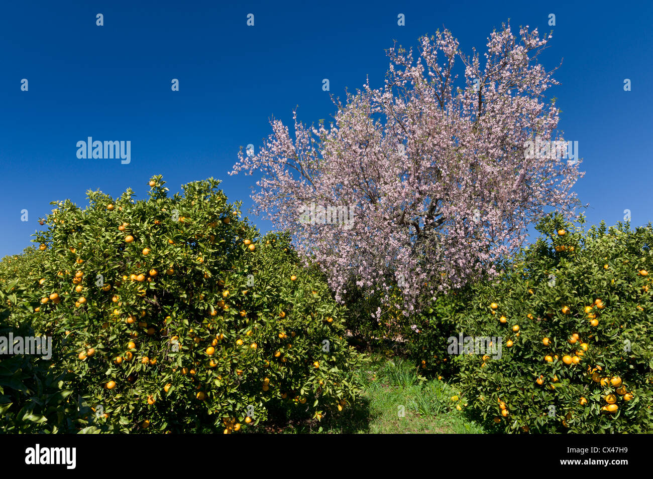 Portugal, the Algarve, orange trees and an almond tree in flowerblue ...