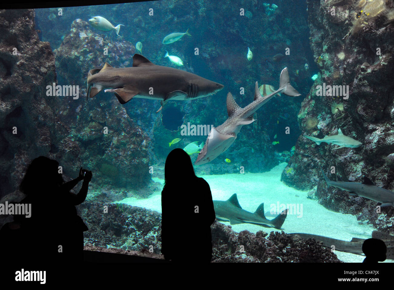 Shark tank at Oceanopolis,sea world,Brest,Finistere,Bretagne,Brittany ...
