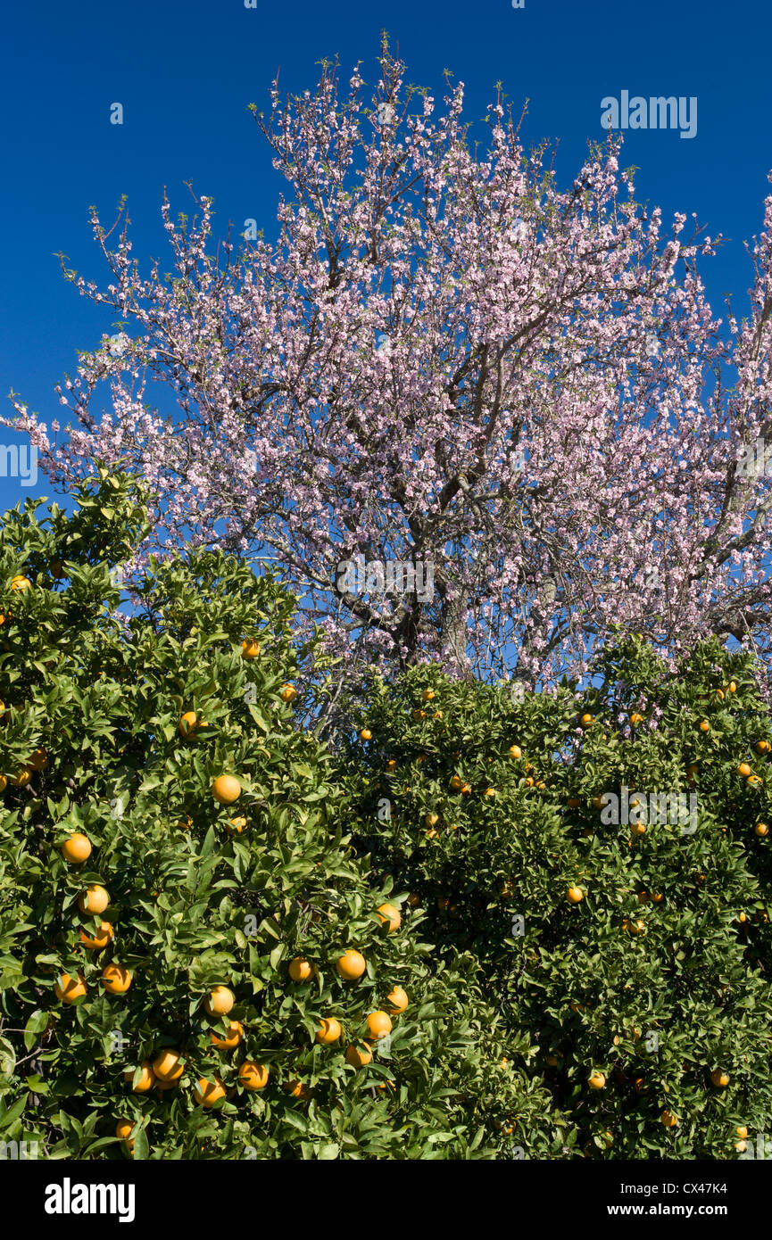 Portugal, the Algarve, orange trees and an almond tree in flowerblue ...