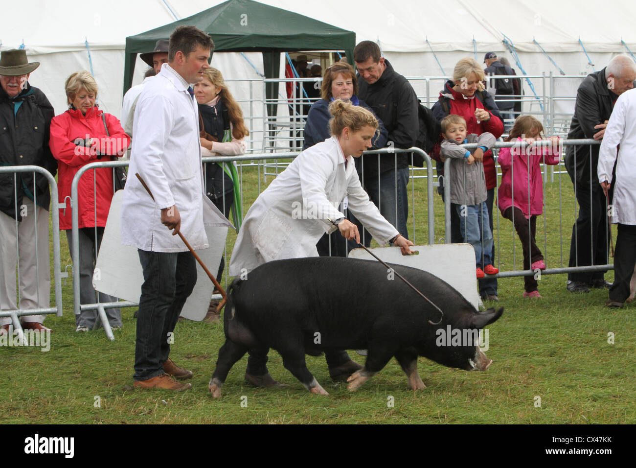 Show pig hi-res stock photography and images - Alamy