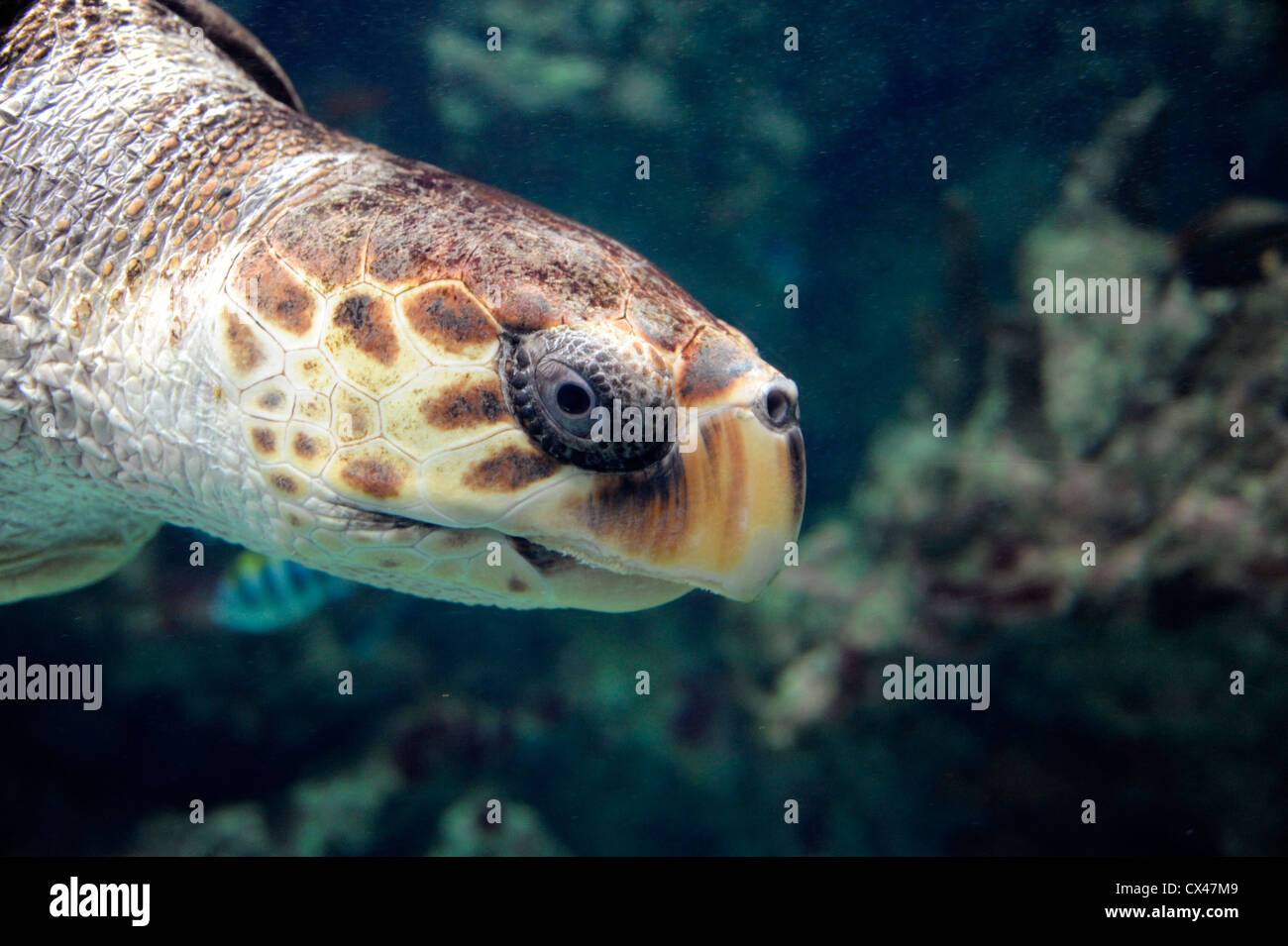Sea turtle at Oceanopolis,sea world,Brest,Finistere,Bretagne,Brittany ...
