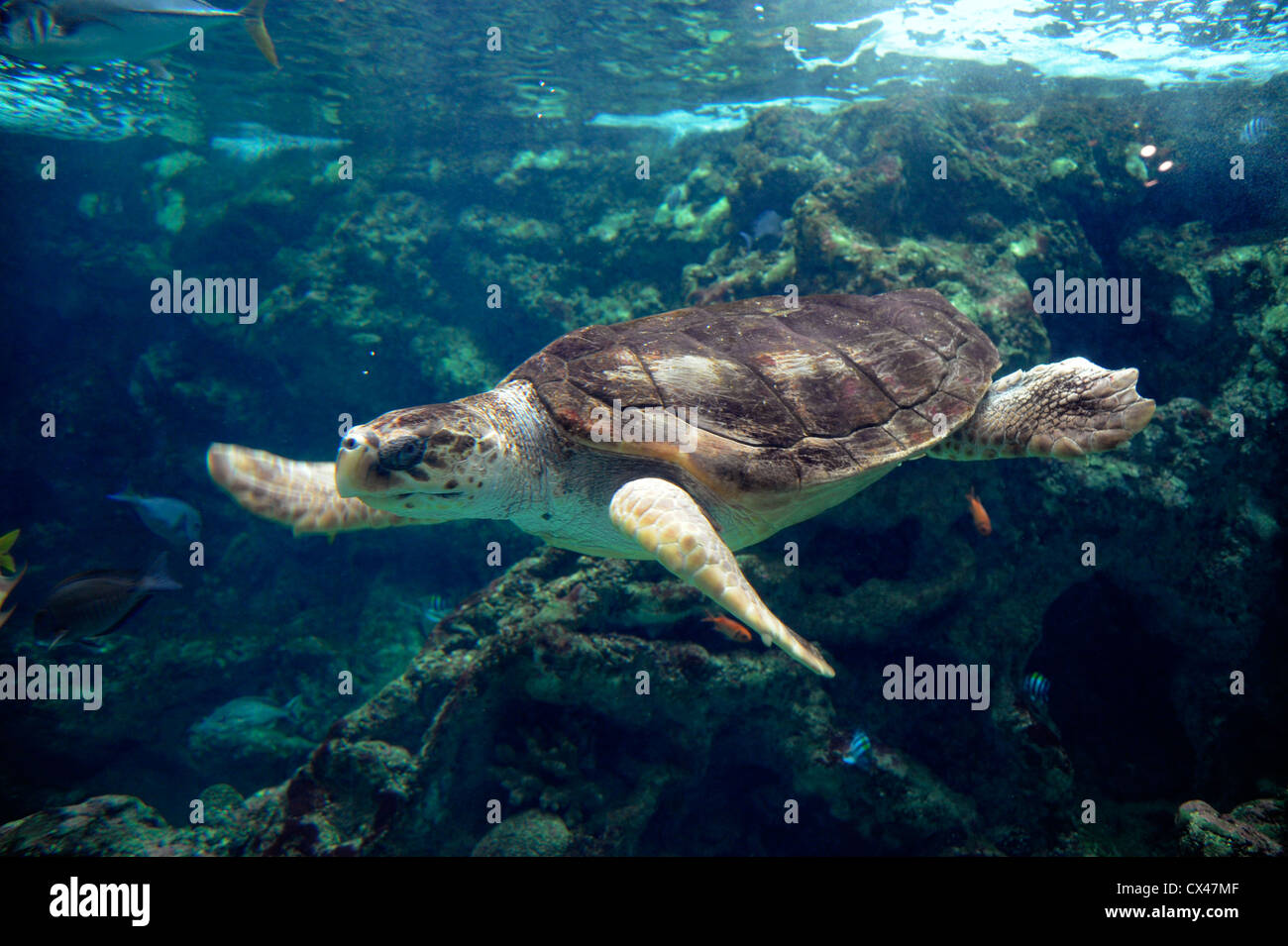 Sea turtle at Oceanopolis,sea world,Brest,Finistere,Bretagne,Brittany ...