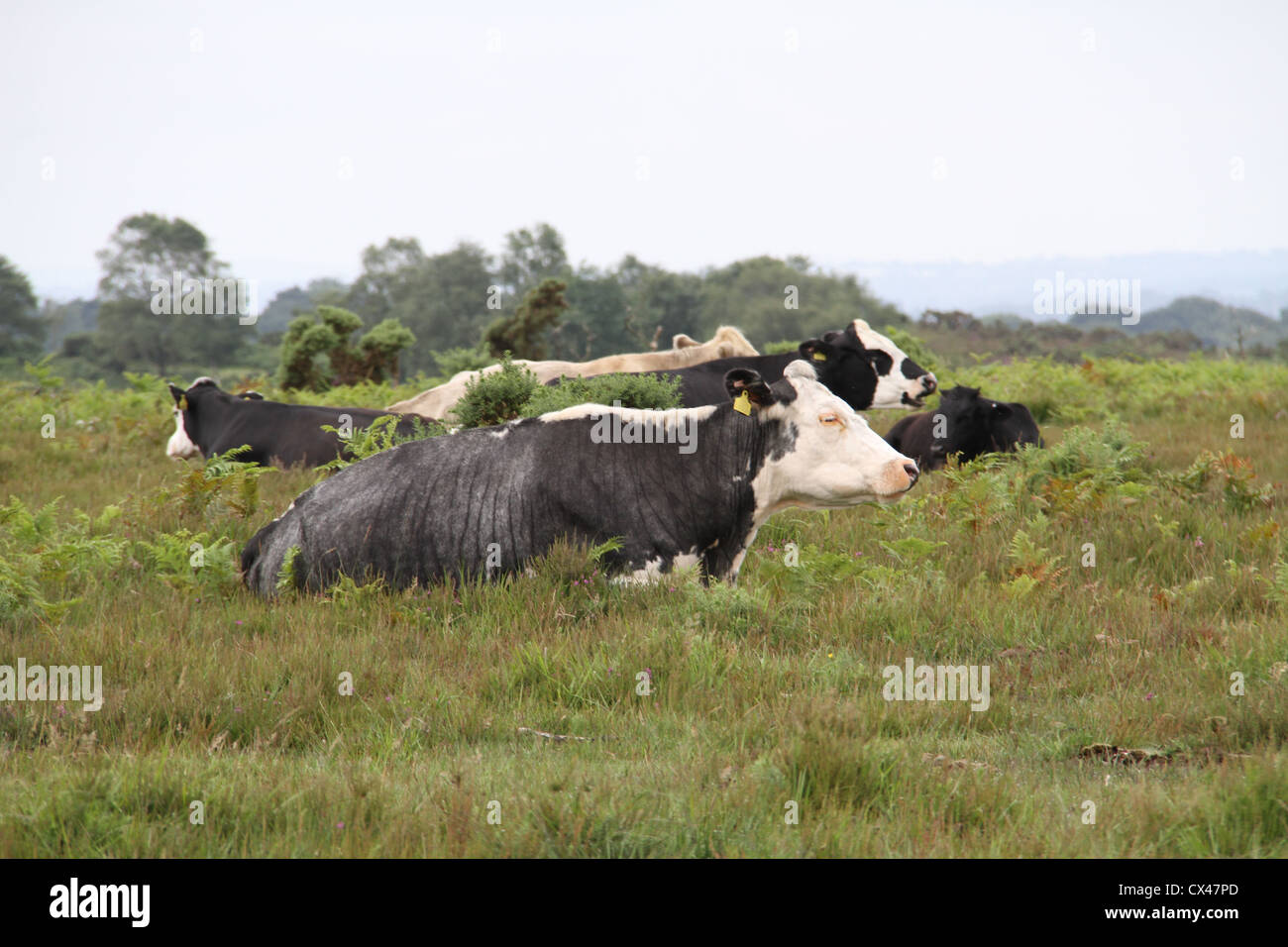 New forest cows hi-res stock photography and images - Alamy