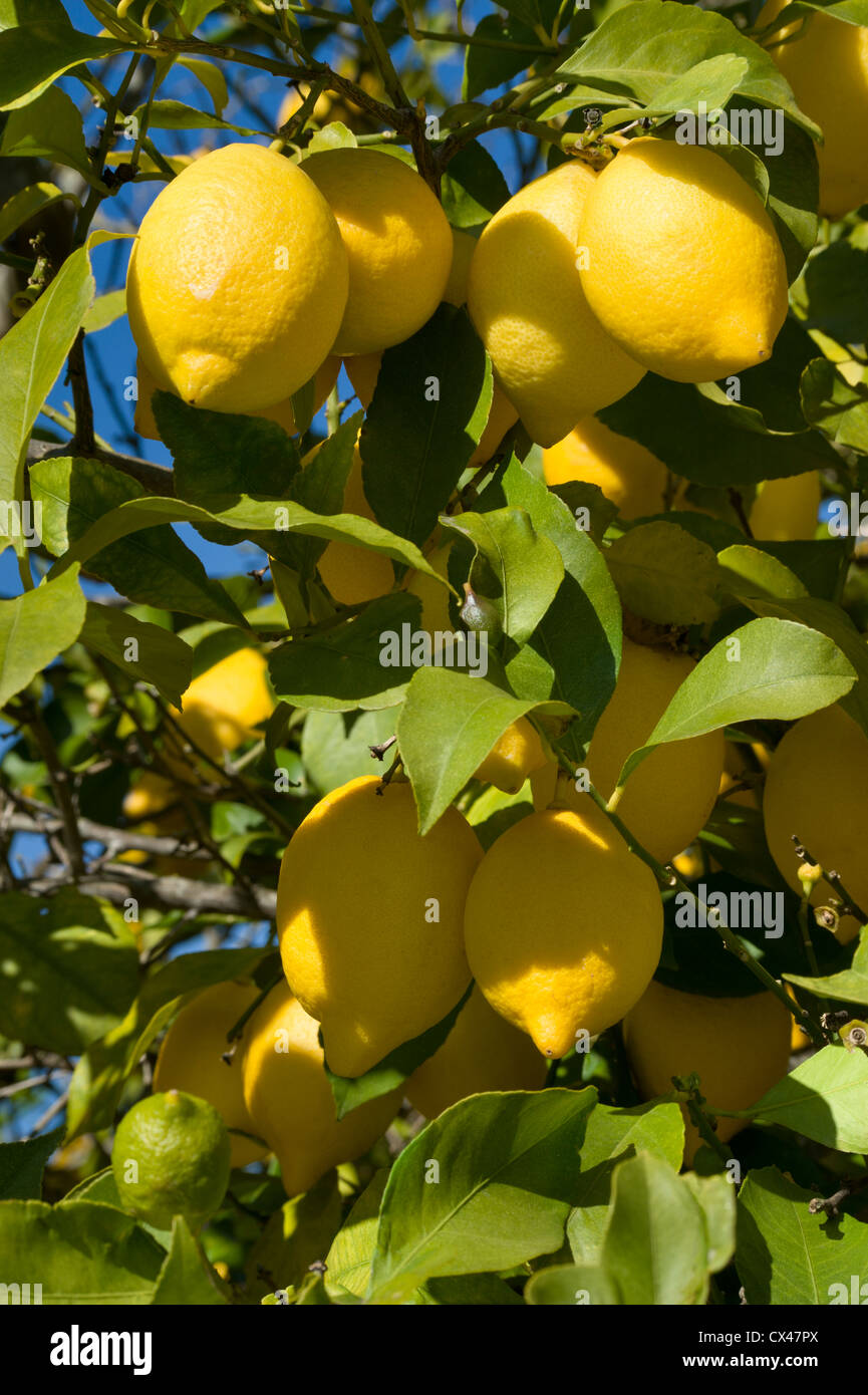 Lemon tree hi-res stock photography and images - Alamy