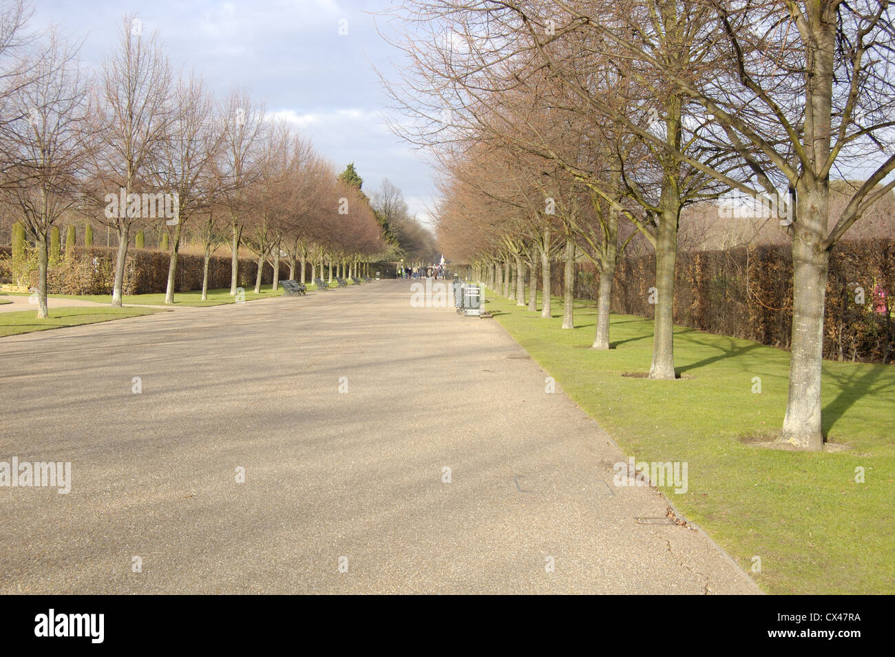 Tree lined path in Regents Park, London, England Stock Photo - Alamy