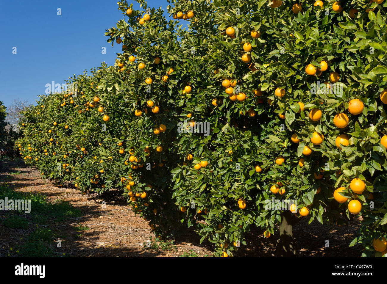 Orange Orchard
