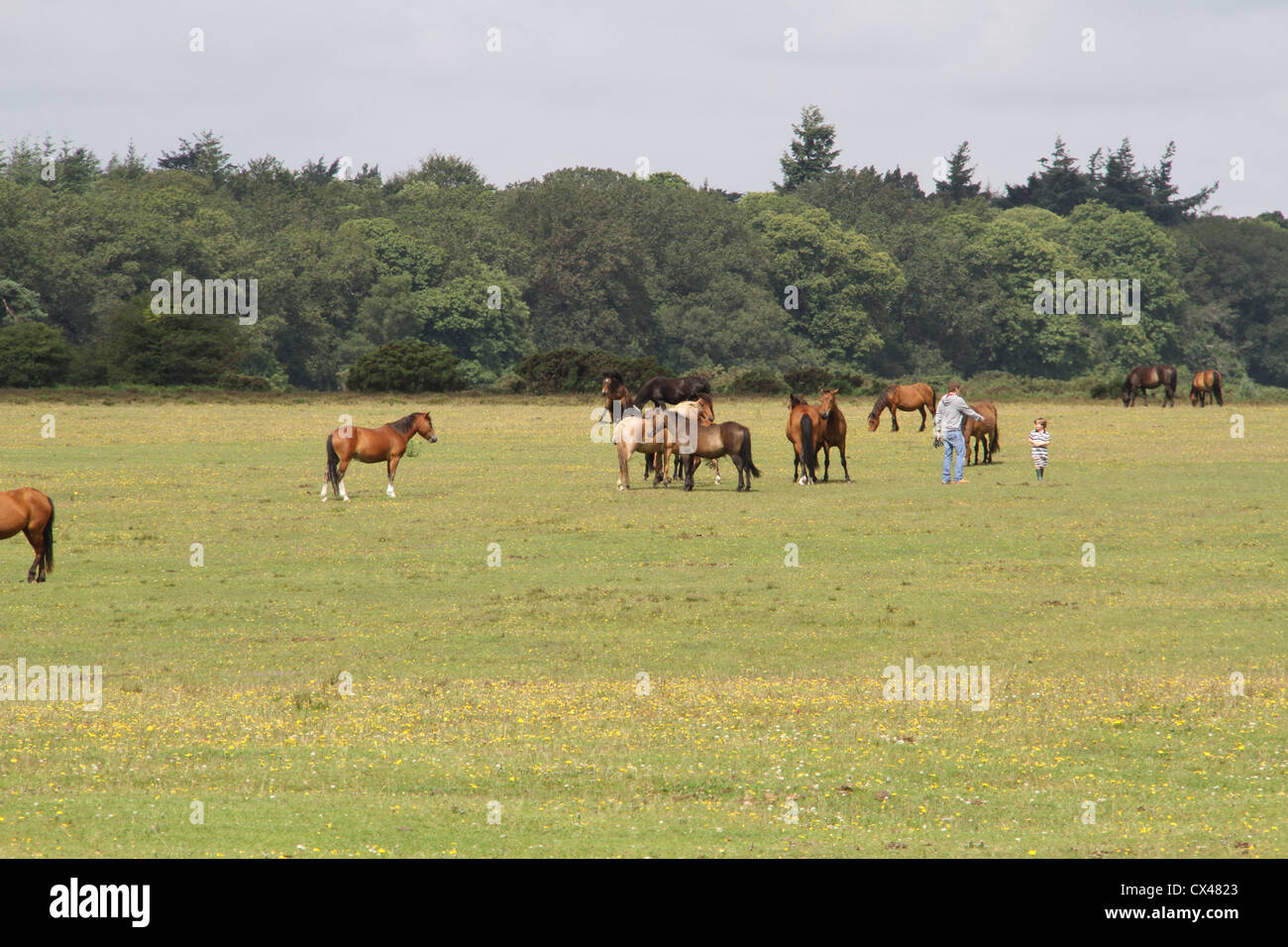 New Forest Ponies Stock Photo - Alamy