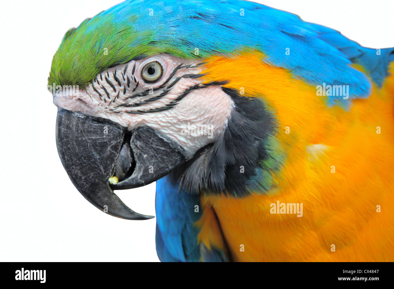 Macaw bird wings animal hi-res stock photography and images - Alamy