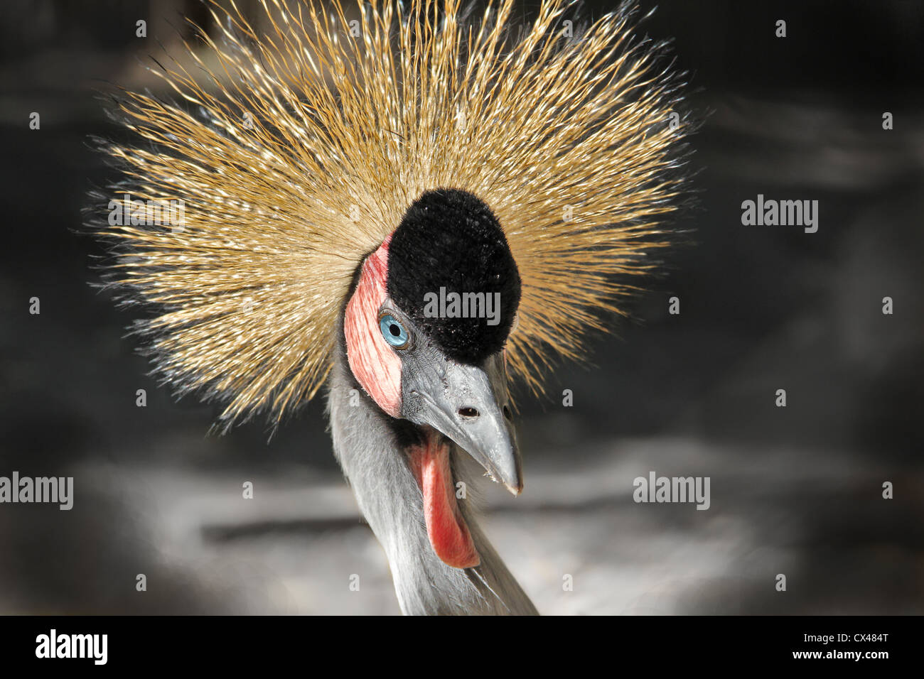 gold crested herons Stock Photo - Alamy