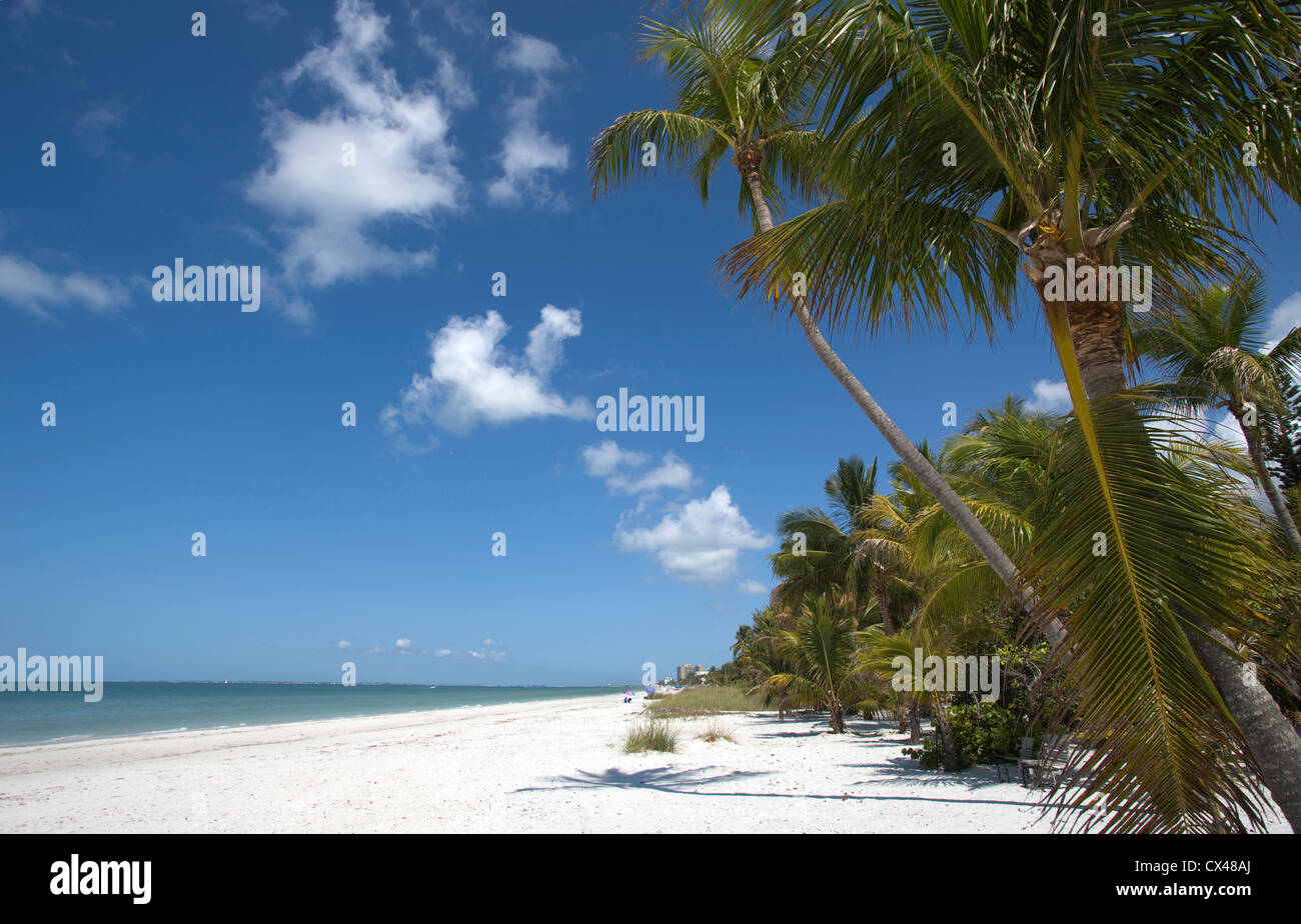 PALM TREES FORT MYERS BEACH ESTERO ISLAND GULF COAST FLORIDA USA Stock ...