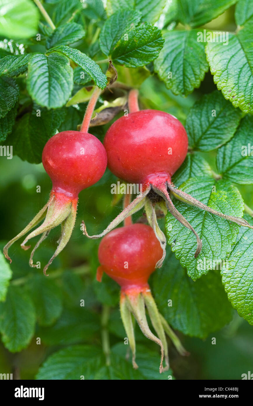 Rosa rugosa hips in late summer. Rose hips Stock Photo - Alamy