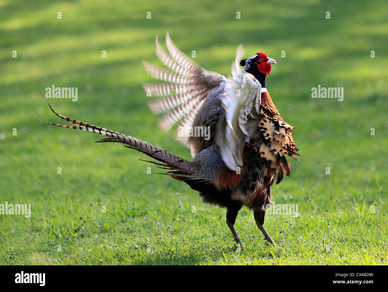 A Male Pheasant gives out a territorial call, Worcestershire, England ...