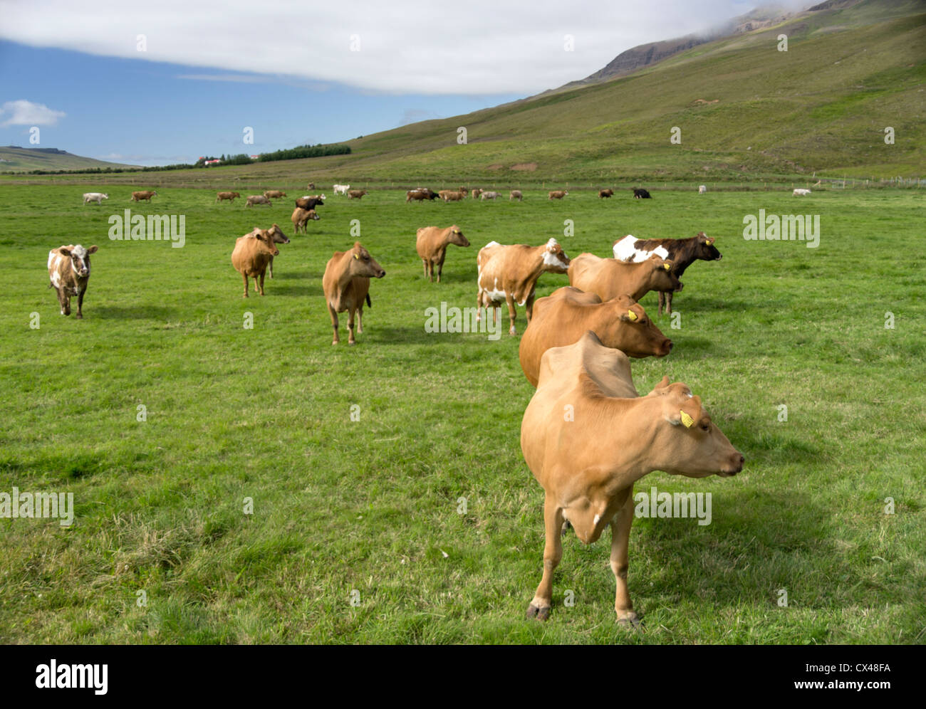 Distracted cows in Iceland Stock Photo - Alamy