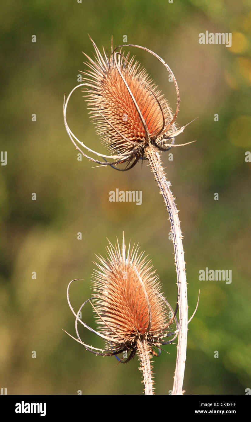 Teasle flower hi-res stock photography and images - Alamy
